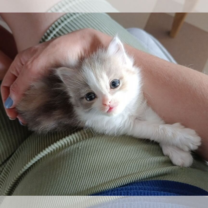 Ищем семью котенку (девочка) 1,5 месяца