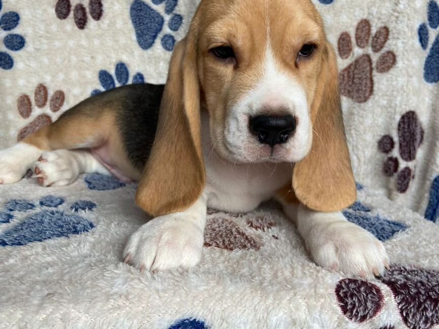 Собаки щенки бигль