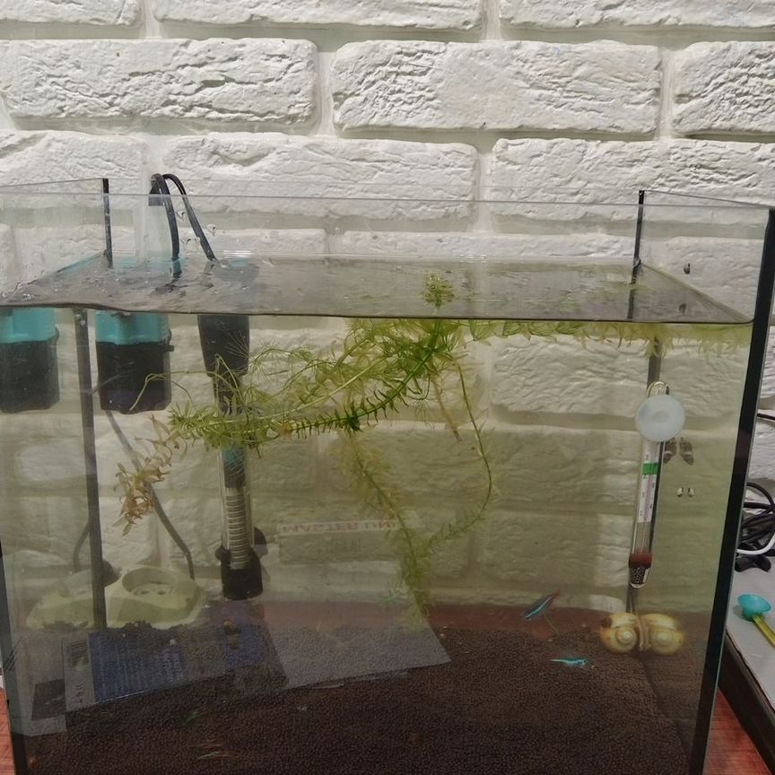 Аквариум со всем содержимым 26 литров