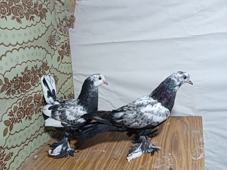 Азиатские голуби
