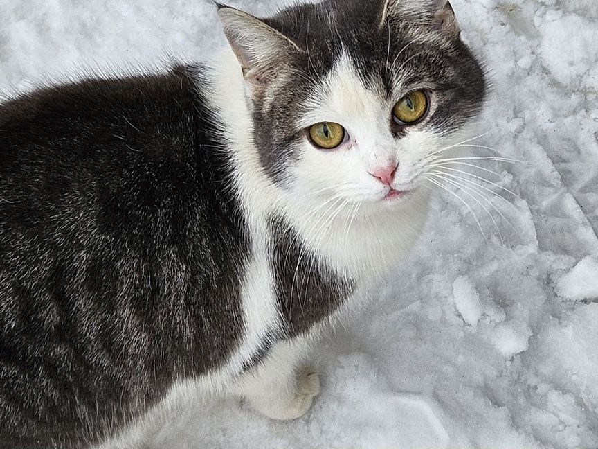 Ласковый котик Тимоша ищет семью