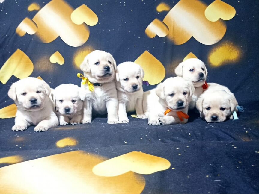 Щенки лабрадора