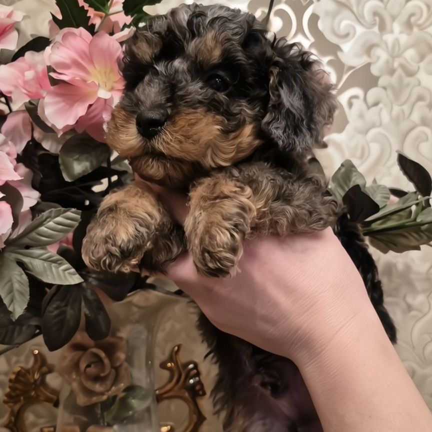 Мальтипу, щенок