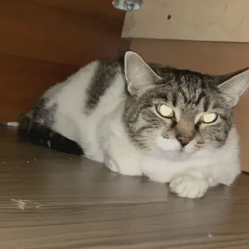 Европейская бурманская, взрослая кошка