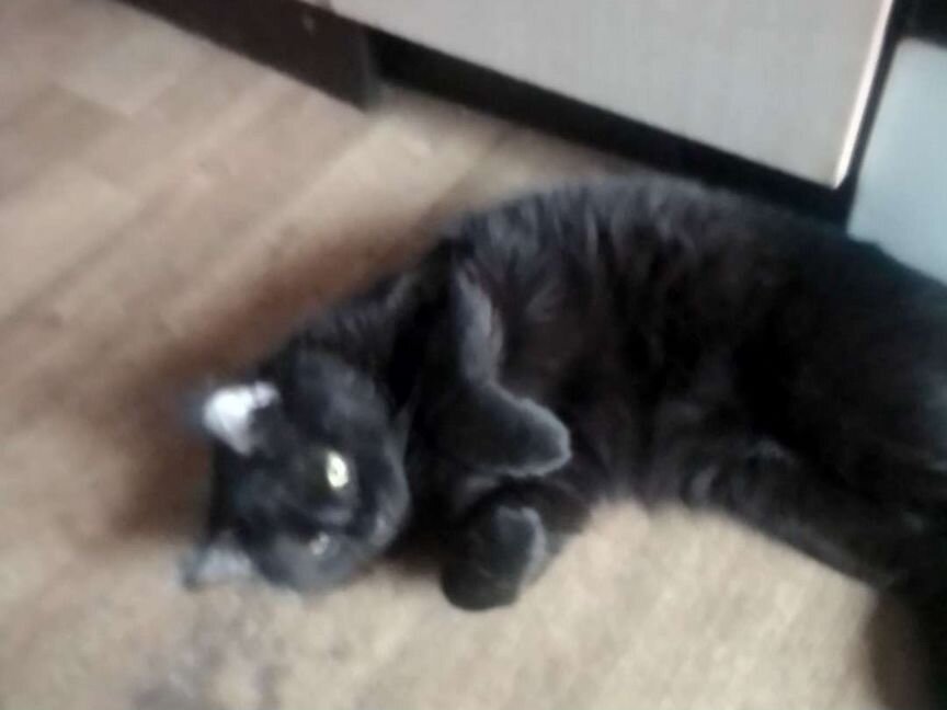 Кот