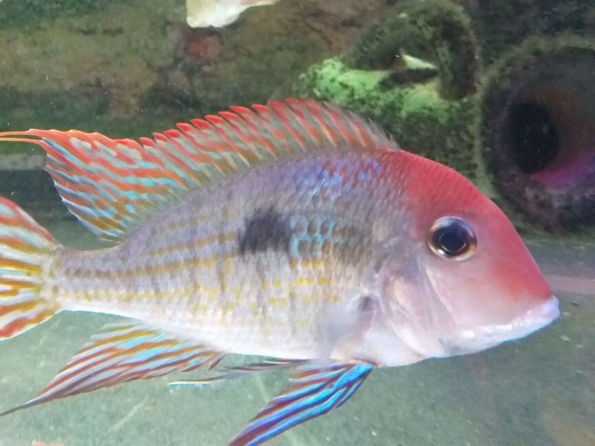 Геофагус тапажос