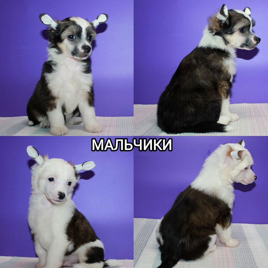 Китайская хохлатая, щенок