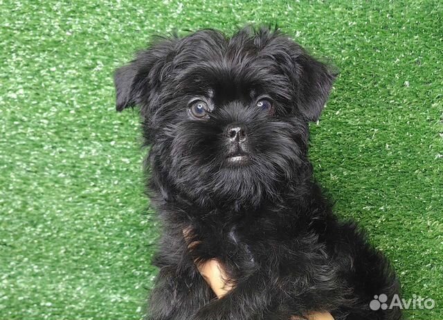 Щенки аффенпинчера