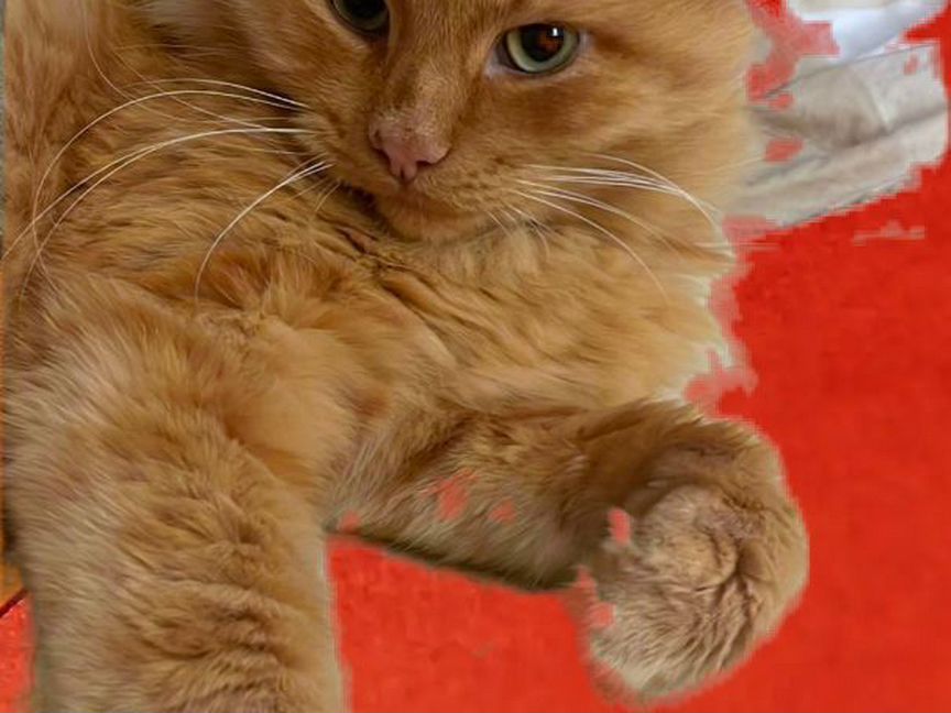 Котик в добрые руки