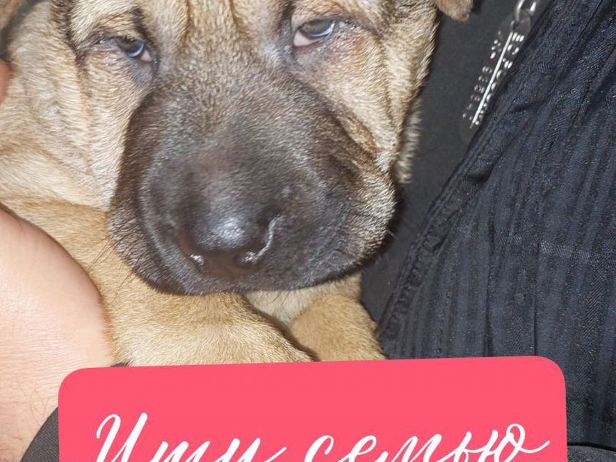 Шарпей мама дети метисы папа боксёр