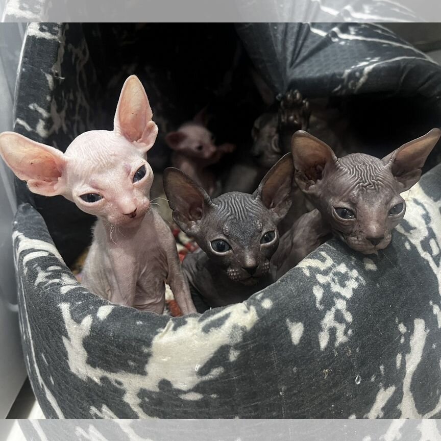 Донской сфинкс котёнок