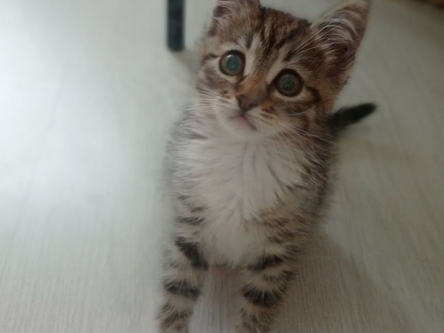 Выкинули ручного котёнка