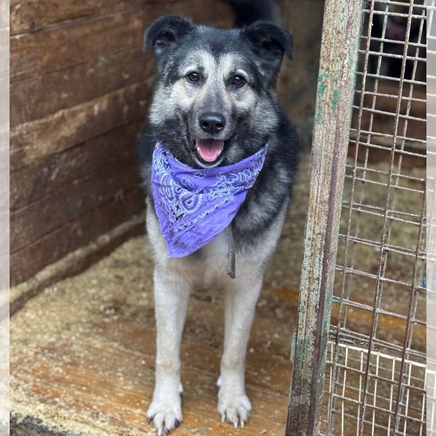 Взрослый пёс в добрые руки