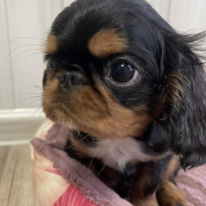 Кавалер кинг-чарльз-спаниель, щенок