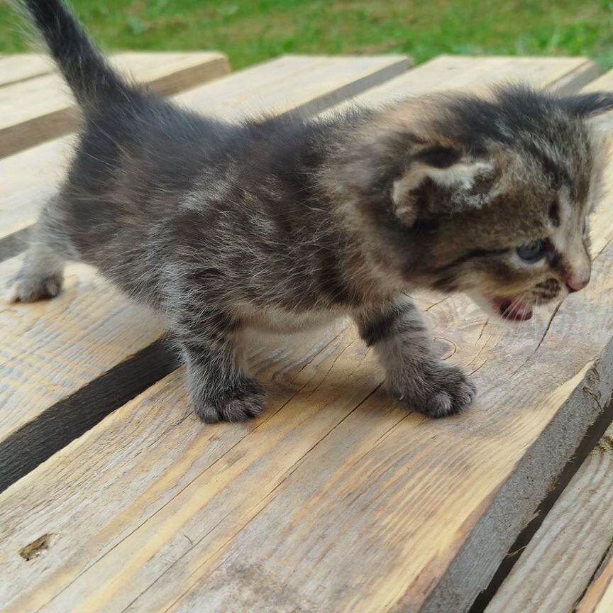 Котёнок в добрые руки