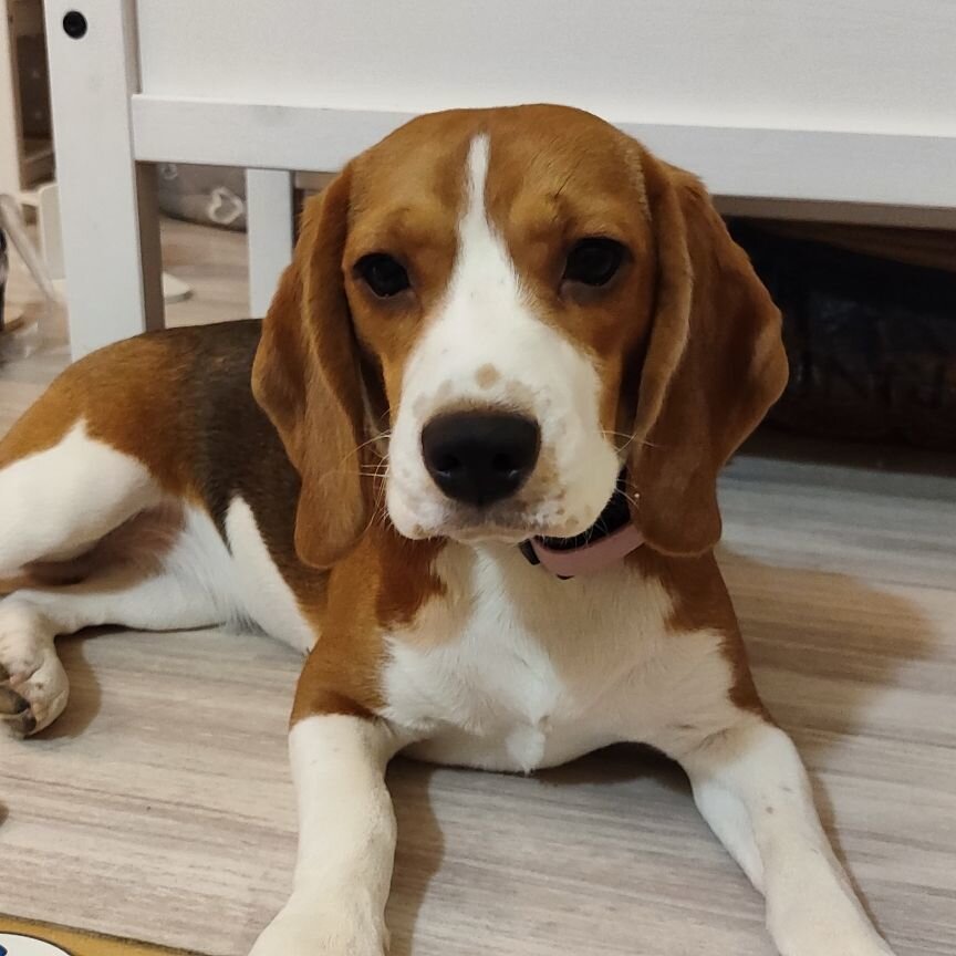 Собака породы бигль