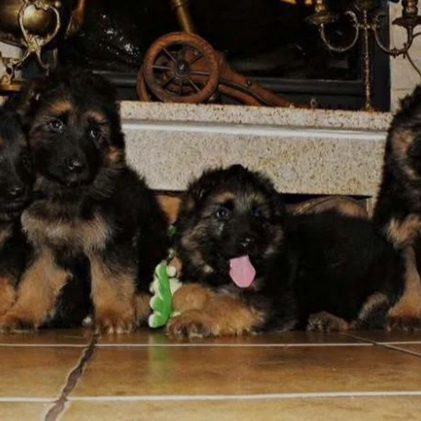 Щенки немецкой овчарки