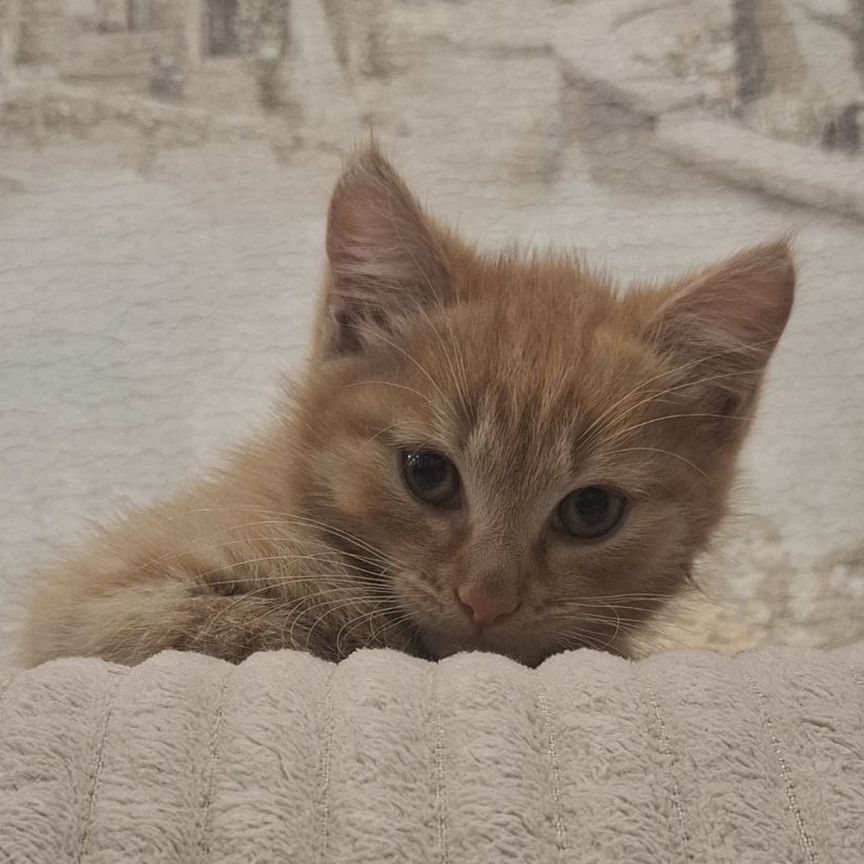 Котёнок от частного владельца
