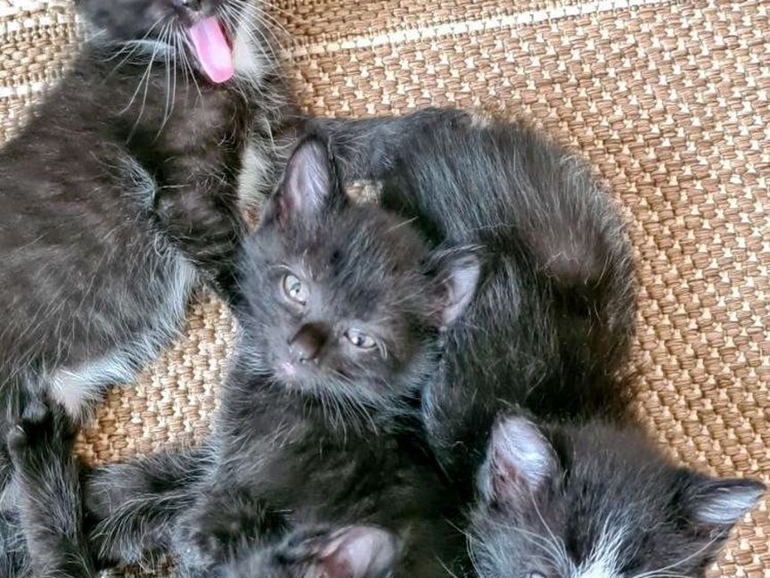 Котята-чернички и их мама в дар