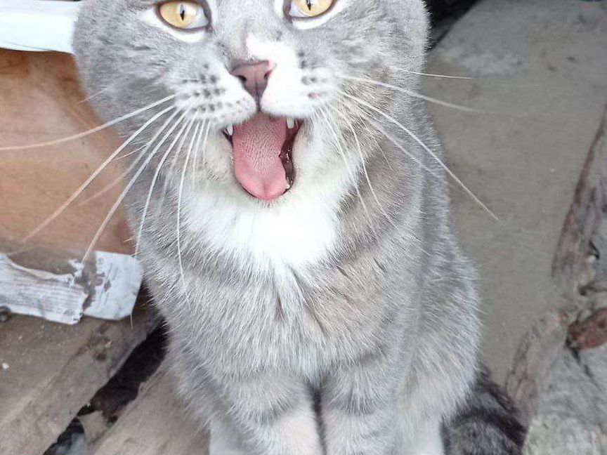 Кошка в дар бесплатно