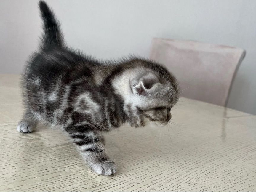 Шотландские мраморные кошечки