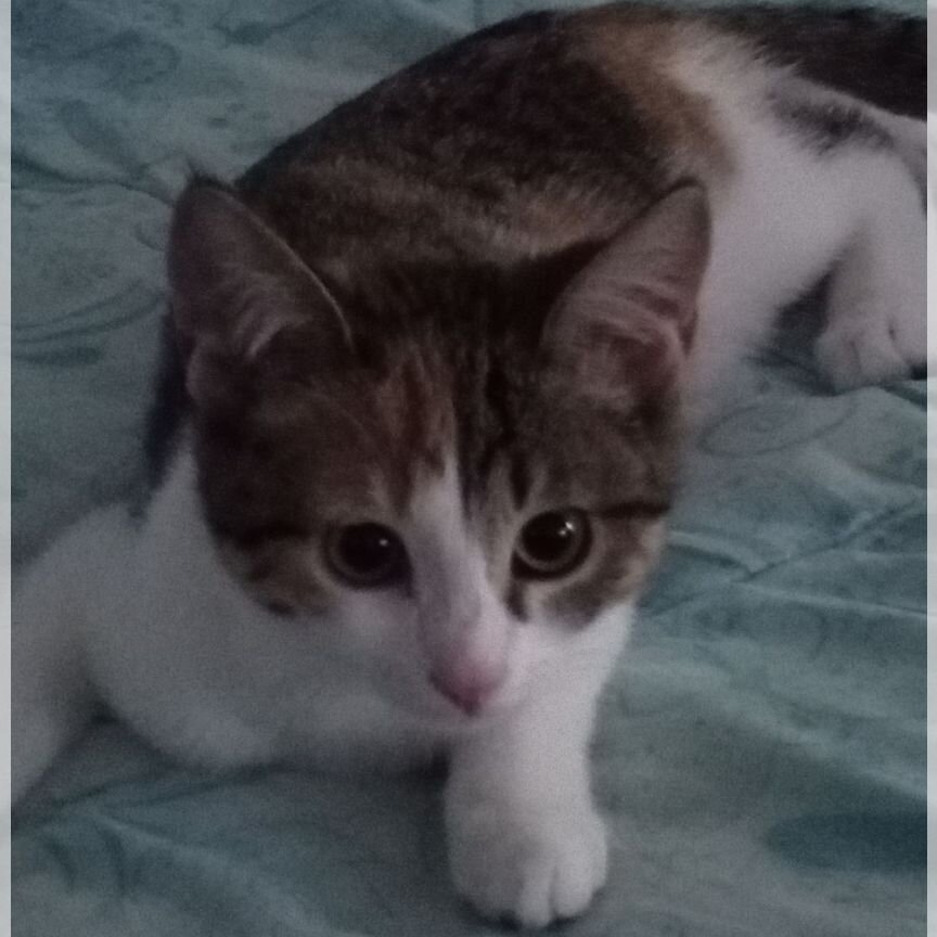 Кошка