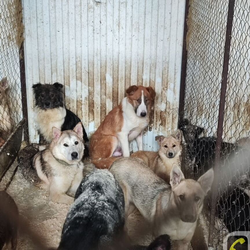 Собаки