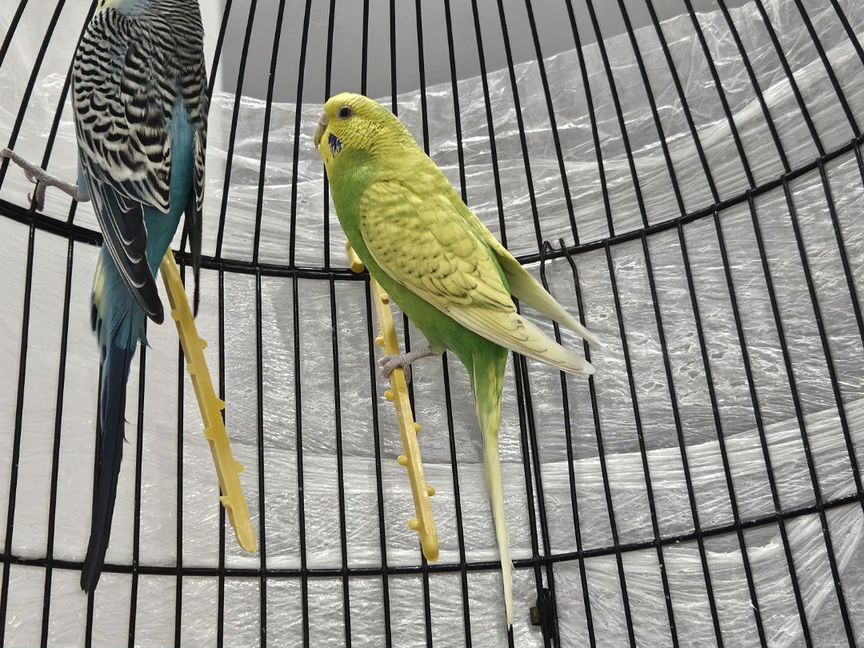 Волнистые попугаи