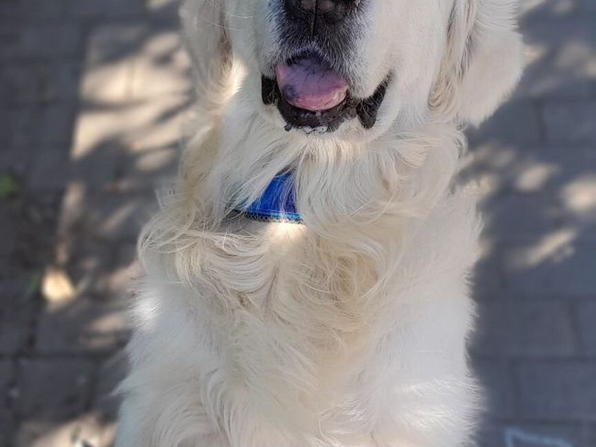 Отдам песеля в заботливые ручки