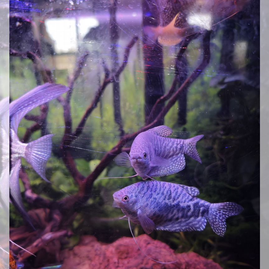 Аквариумные рыбки гурами