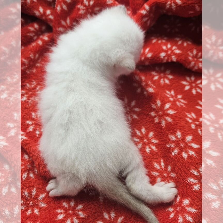 Шотландский вислоухий короткошёрстный котёнок