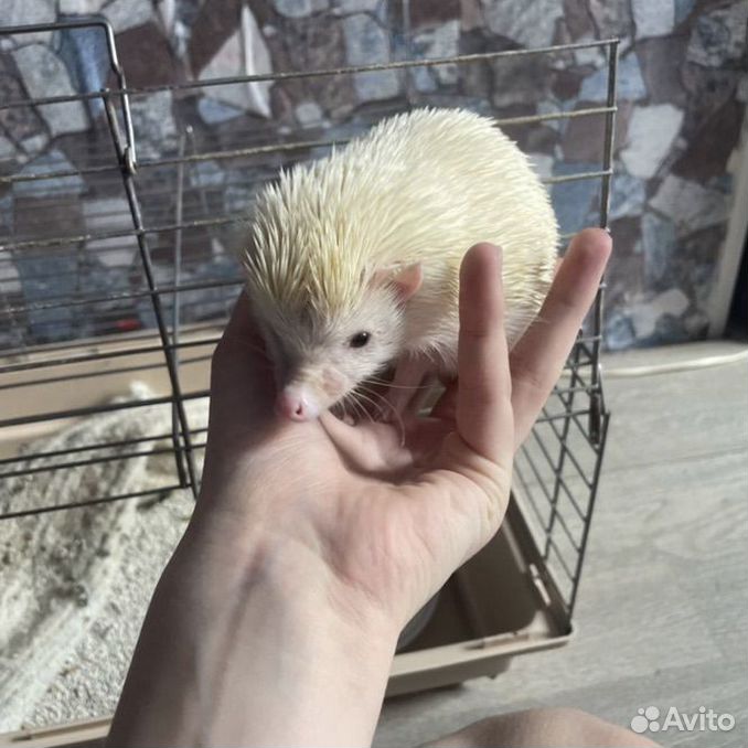 Белый домашний ежик