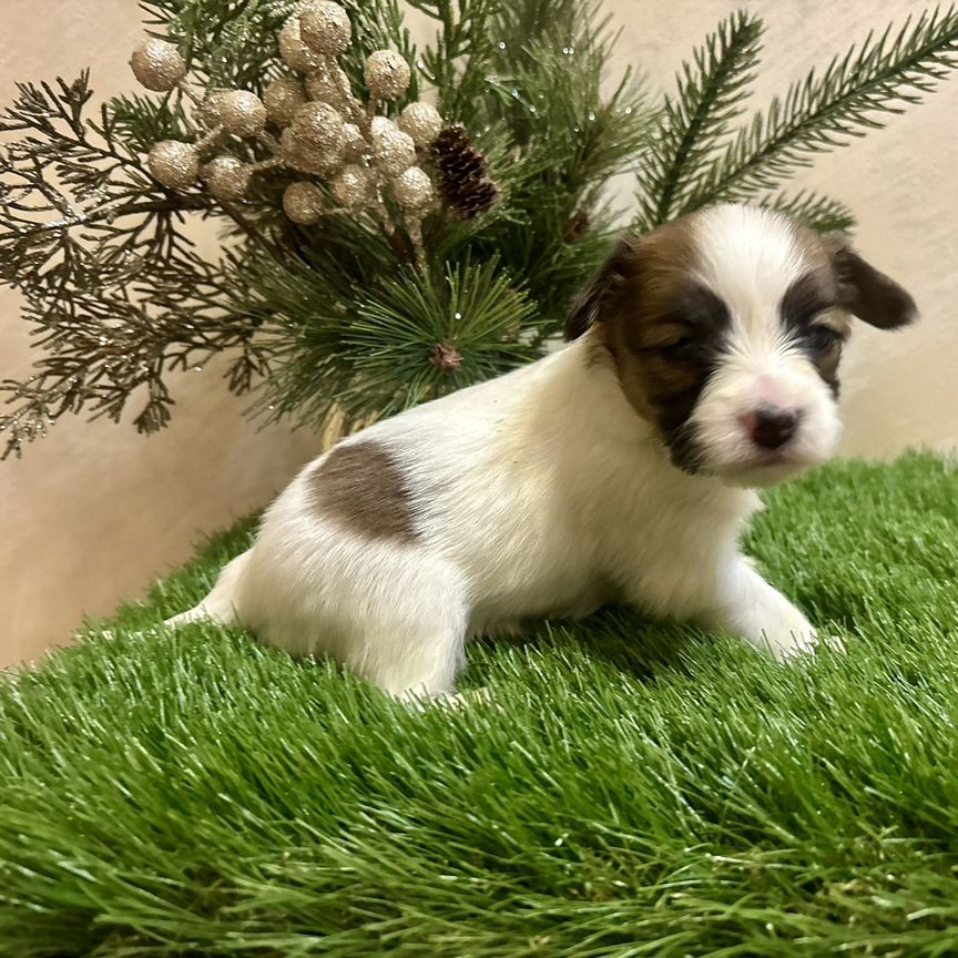 Континентальный той-спаниель папильон, щенок