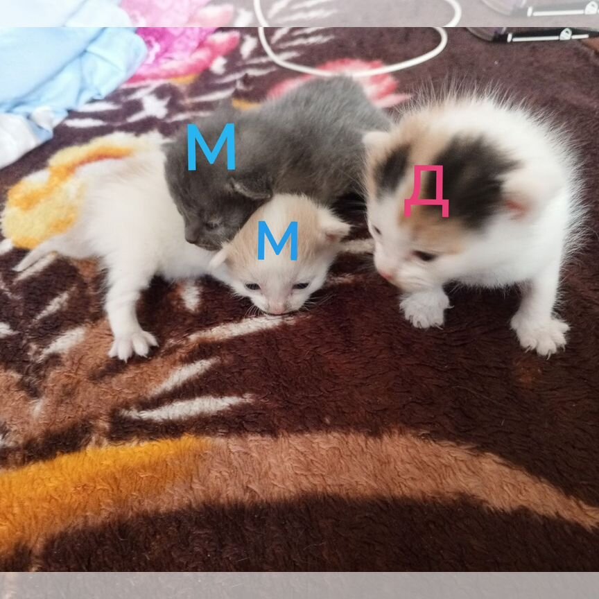 Шотландский прямоухий короткошёрстный котёнок