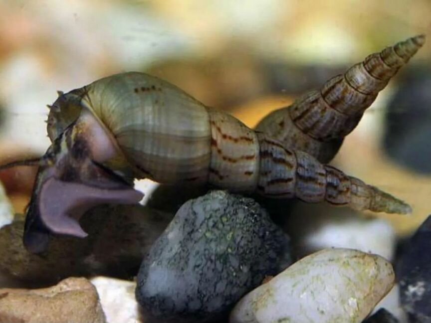 Улитки мелании, элодея, роголистник