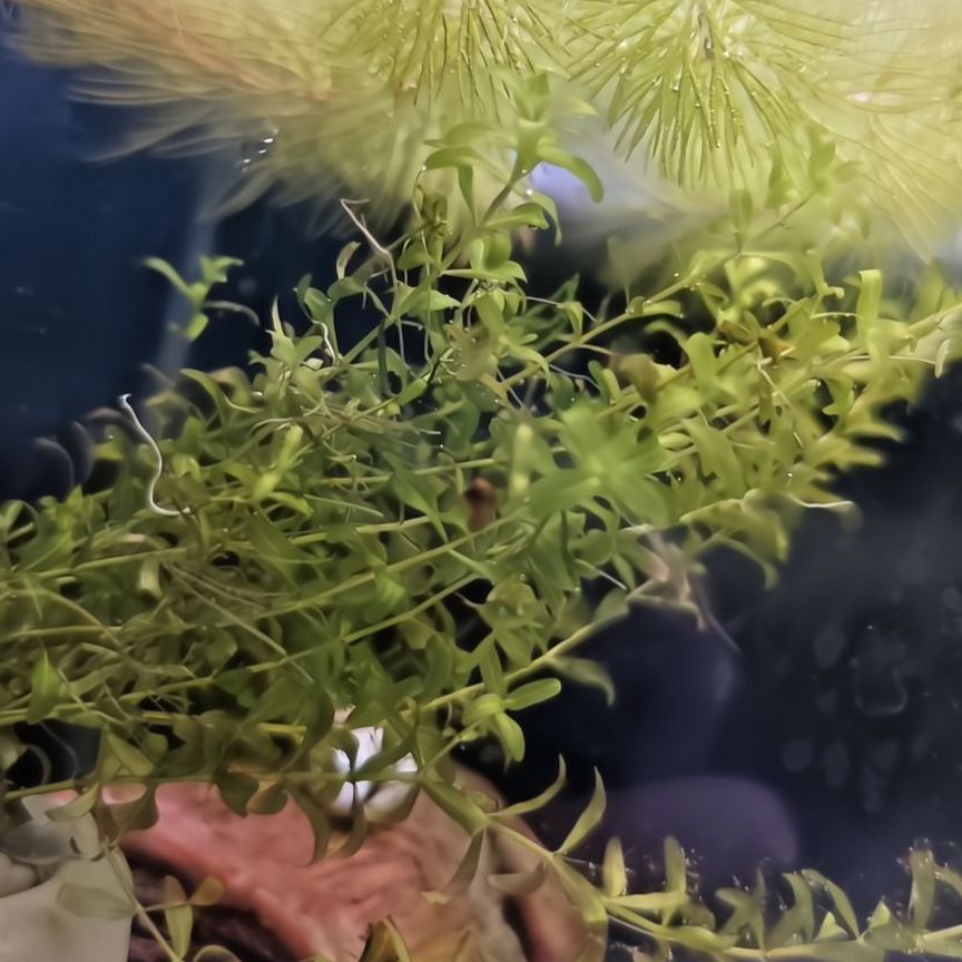 Улитки катушки