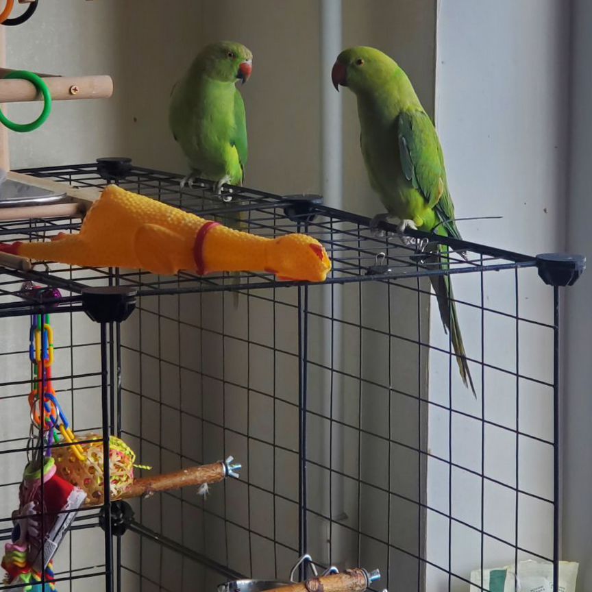 Ожереловый попугай птенцы