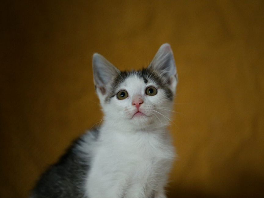 Котенок 3 месяца, девочка