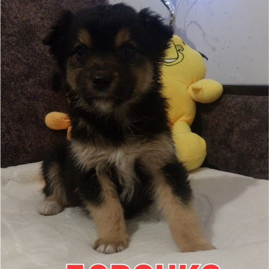 Щенок в добрые руки