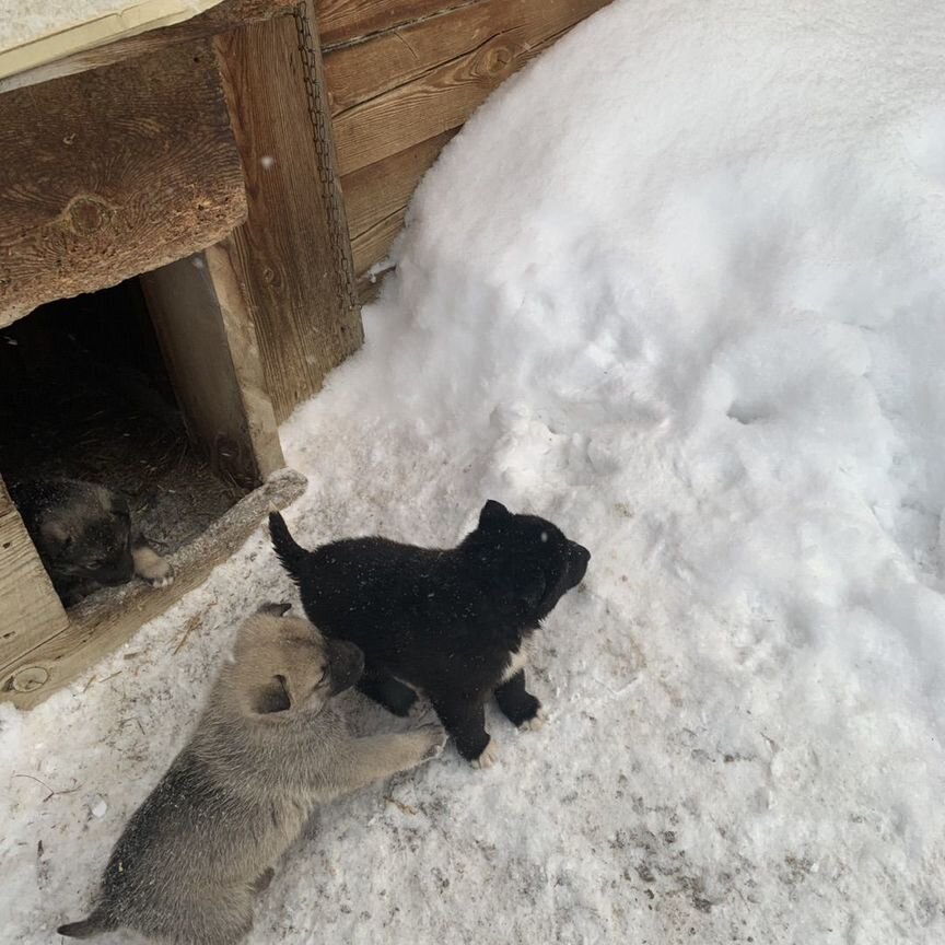 Продам щенков Лайки