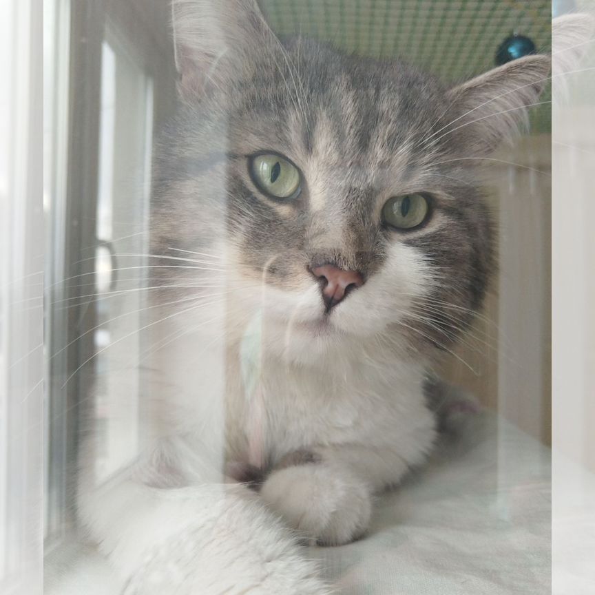 Взрослый кот в добрые руки