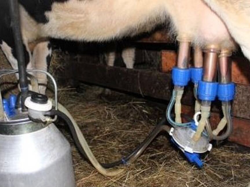 Доильный аппарат для коров