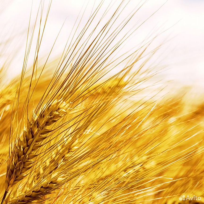 Продам овес, ячмень