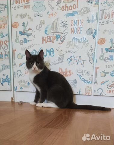 Котик Том ищет дом