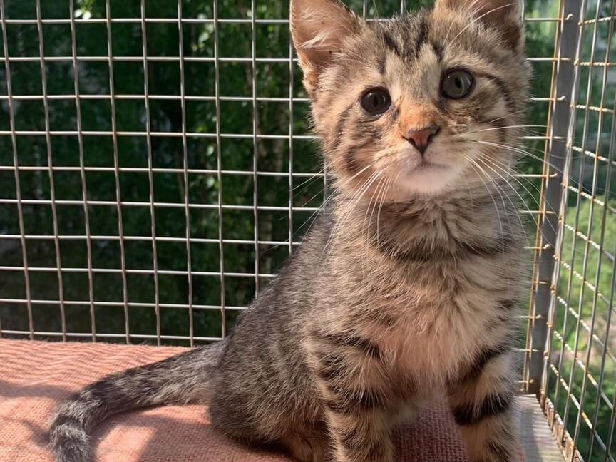 Котёнок Мартин