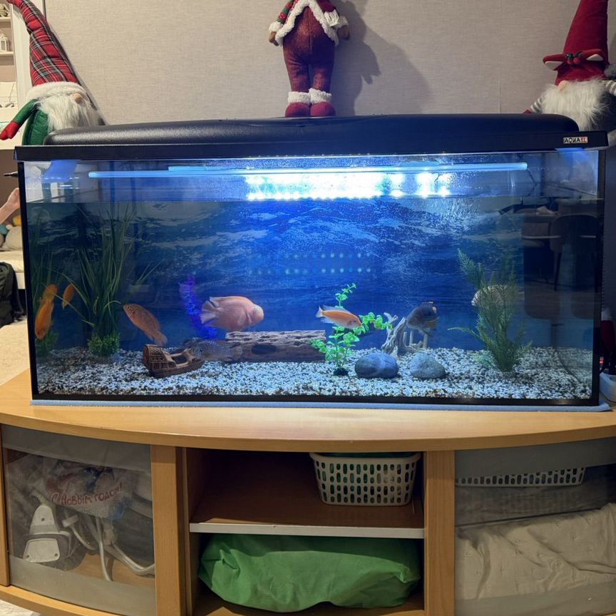 Аквариум 240 литров с тумбой и рыбой