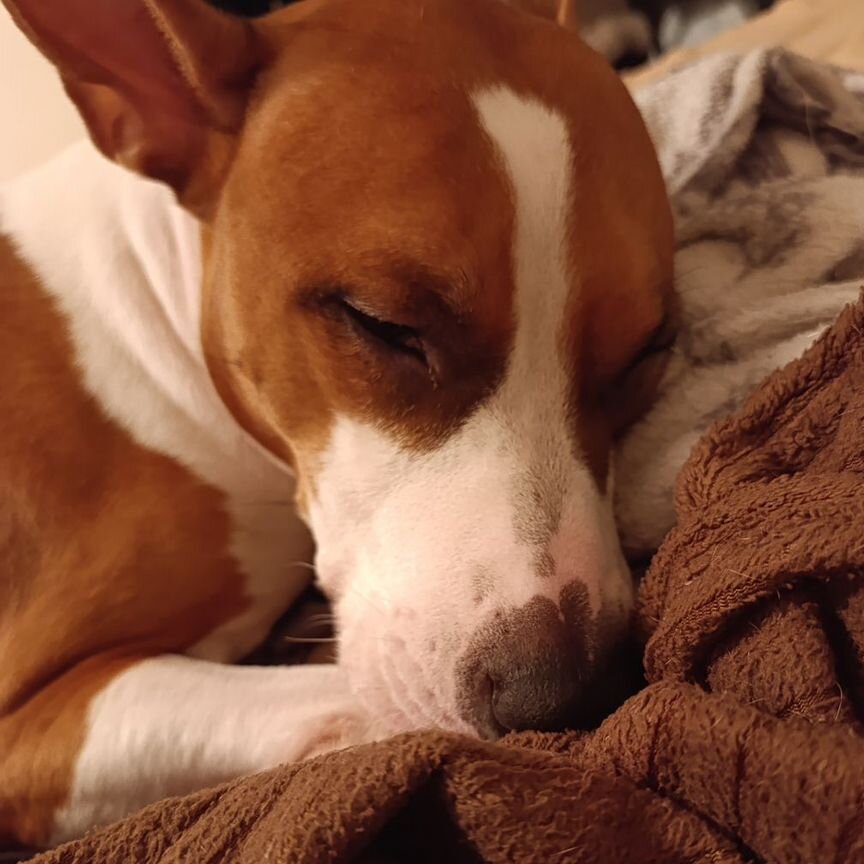 Американский стаффордширский терьер, взрослая собака