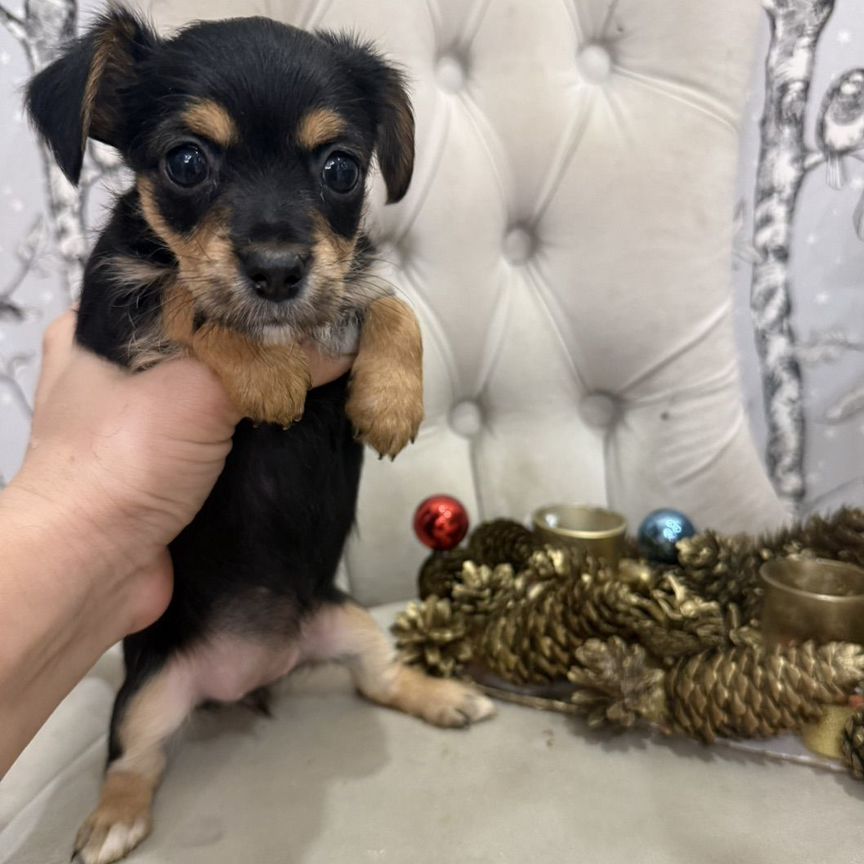 Йоркширский терьер, щенок