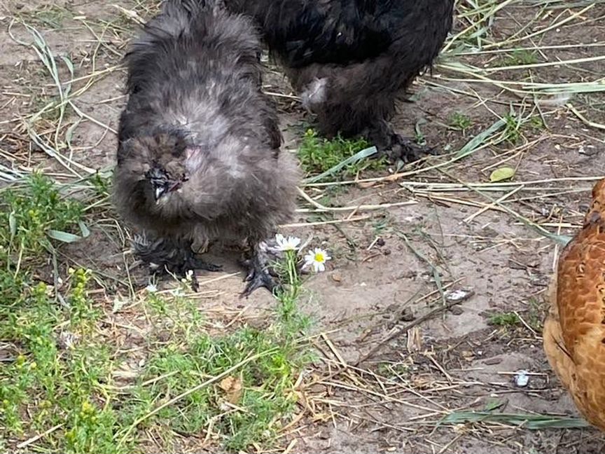 Обмен животными (птица)