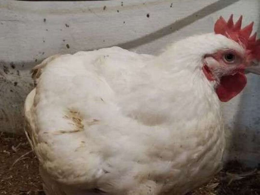 Куры бройлеры тушки мясо